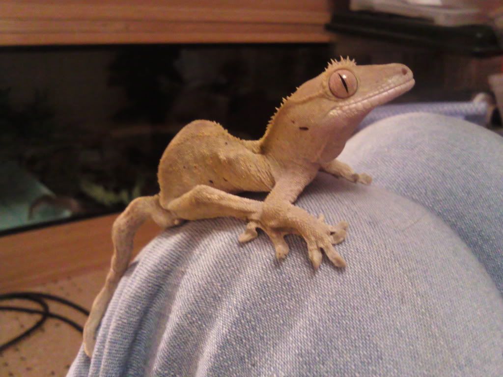 Clyde The Crested Gecko | Reptile Forums