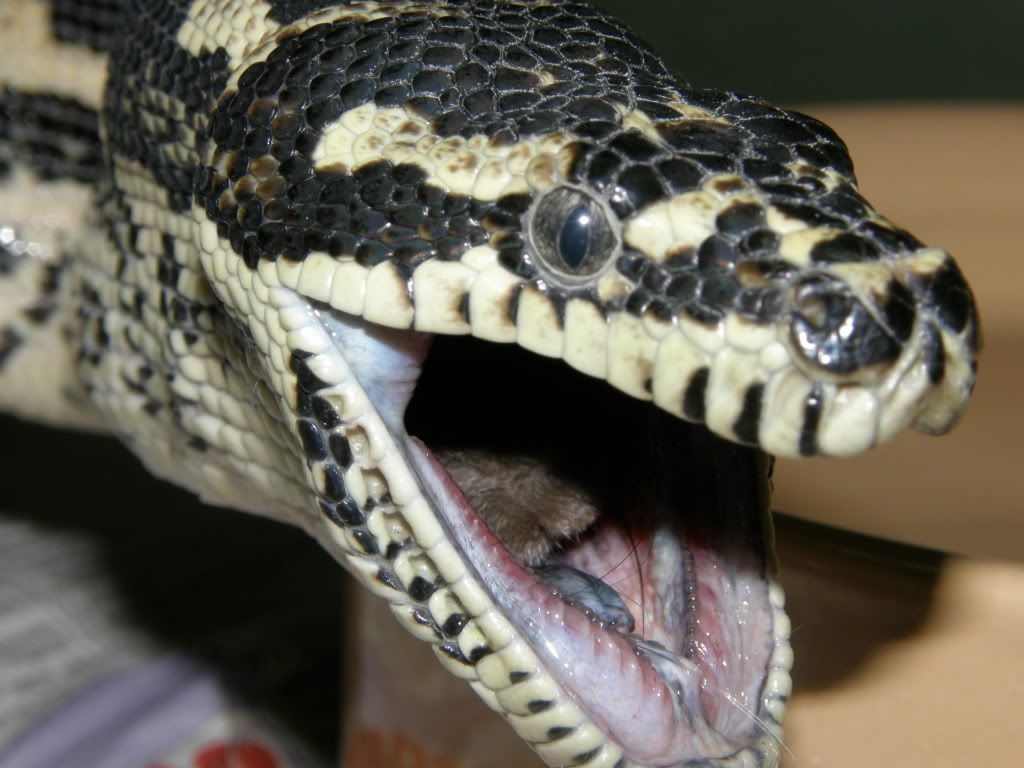 ** Carpet Python Thread ** | Page 4 | Reptile Forums