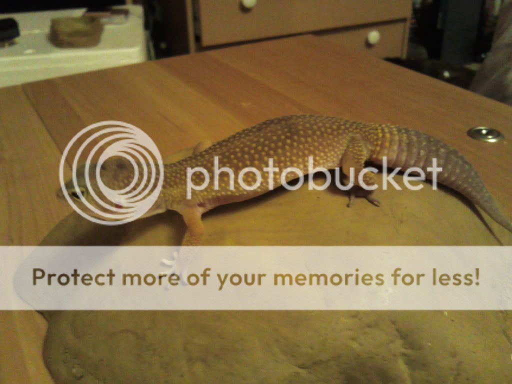 Murphy Patternless Female 1 year old Proven | Reptile Forums