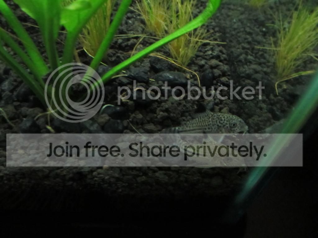 cory id | Aquatic Plant Forum