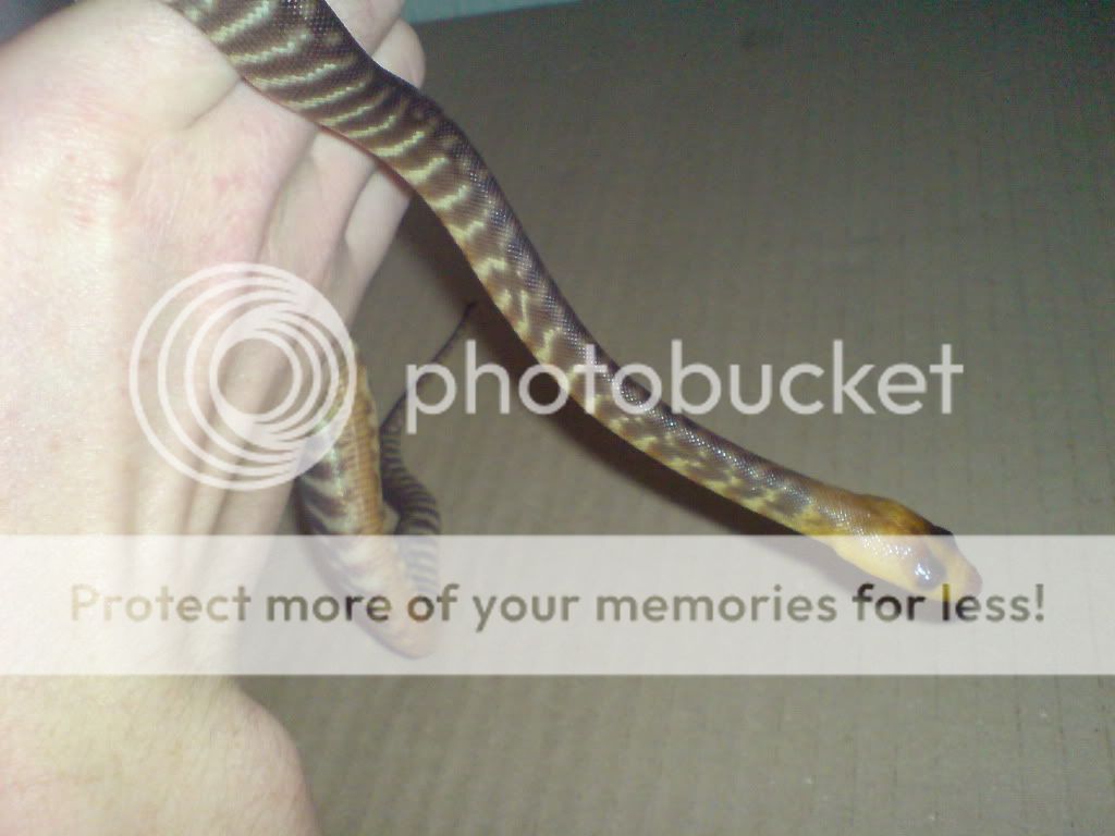 Woma Pythons As Pets | Reptile Forums