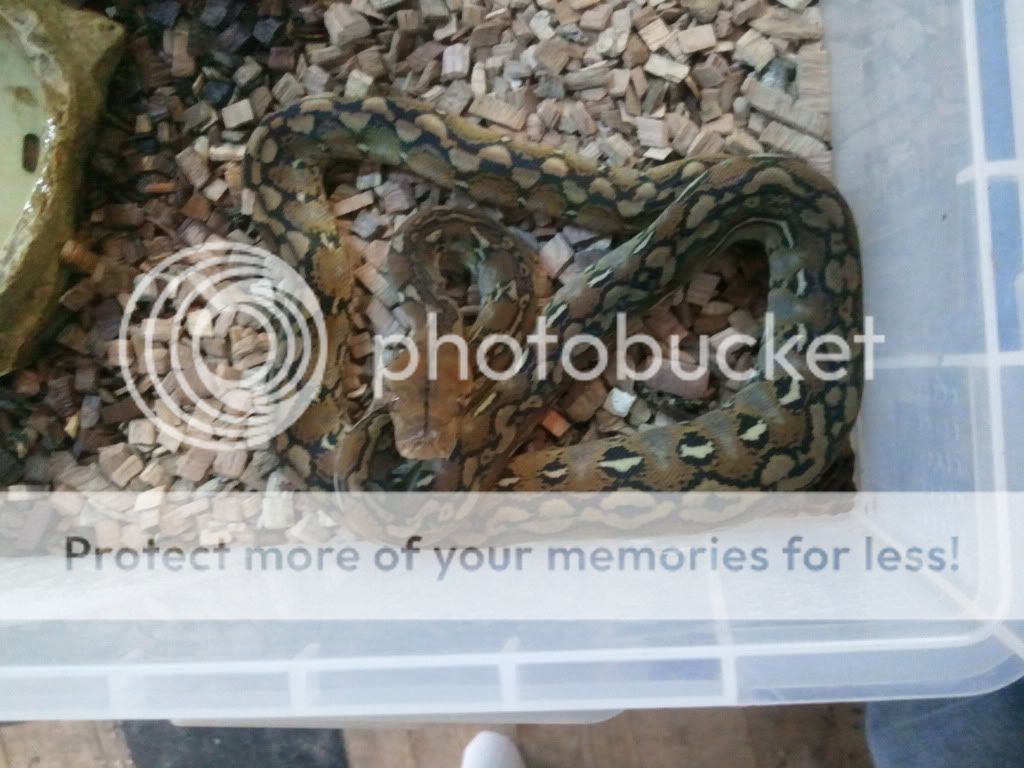 SE England - sulawesi reticulated pythons | Reptile Forums