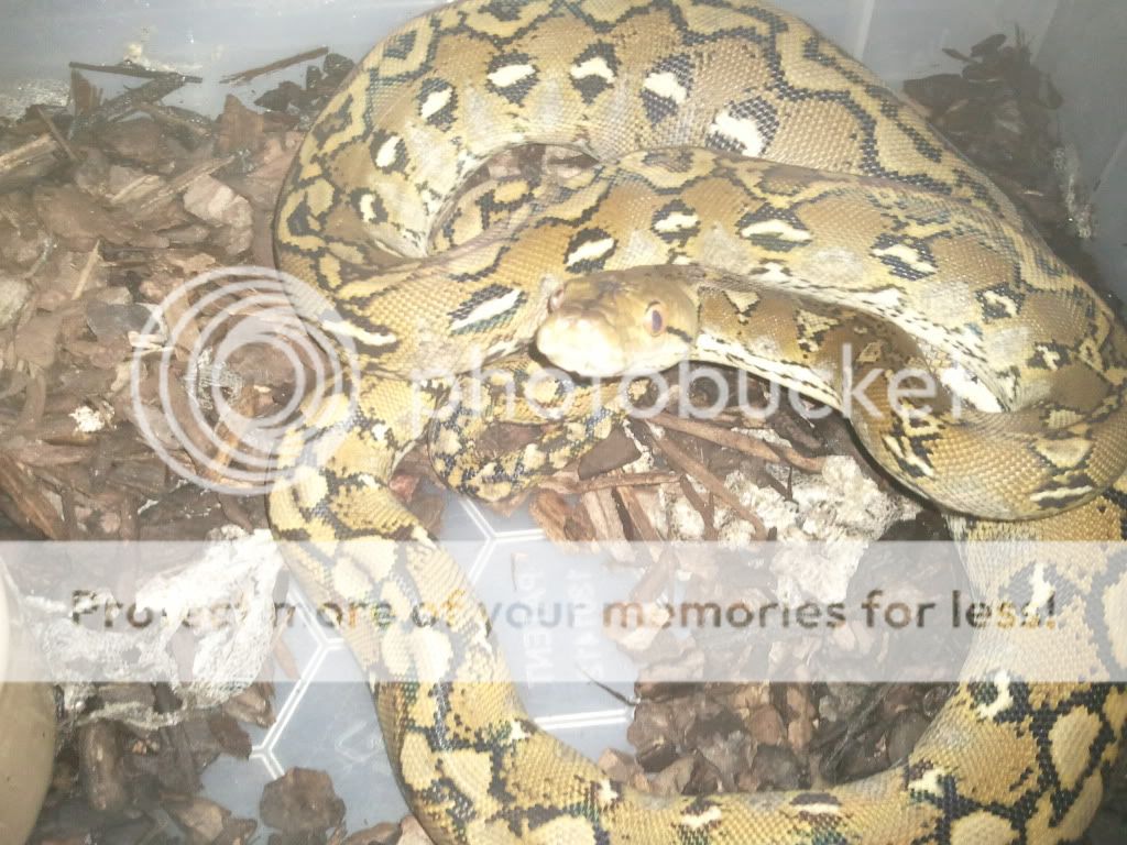 SE England - sulawesi reticulated pythons | Reptile Forums