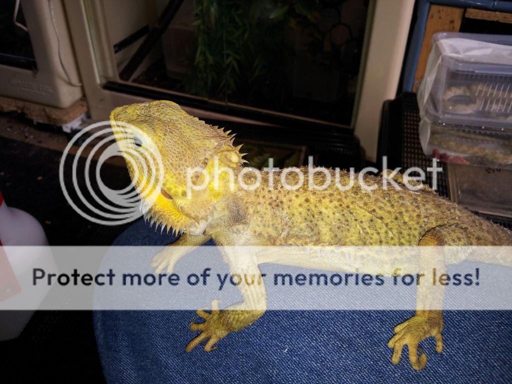 SE England - monitors, rare geckos and a few other species for sale ...