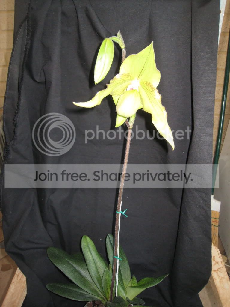 Paph. It's Doll | Slippertalk Orchid Forum